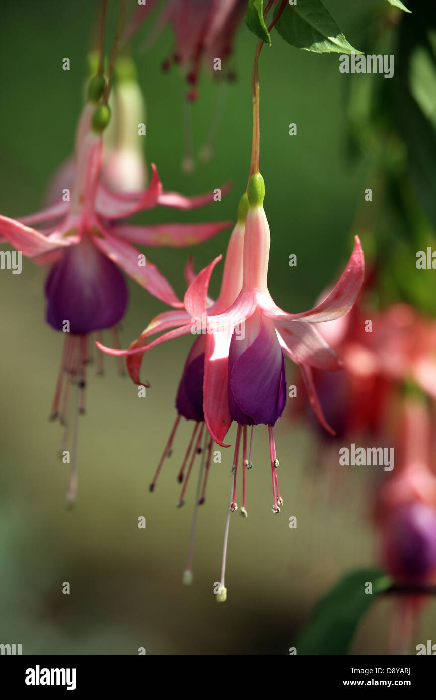 Fushia High Resolution Stock Photography and Images - Alamy