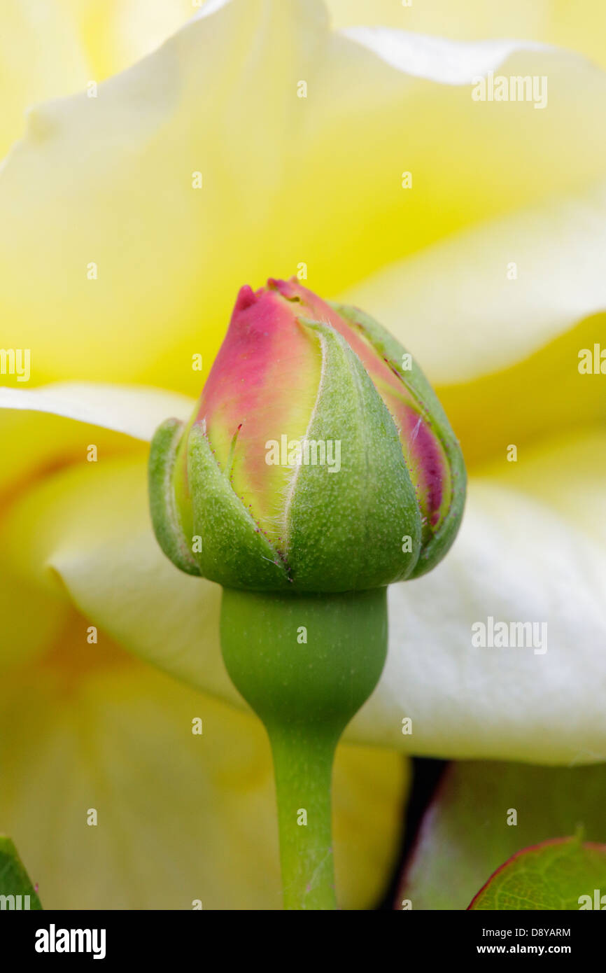 New Rosebud and rose flower in background -Victoria, British Columbia ...