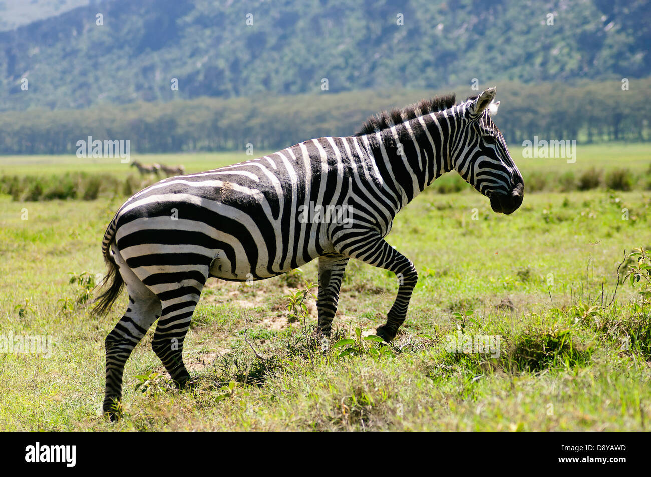 Plains Zebra. African Eastern Africa Kenyan Stock Photo - Alamy