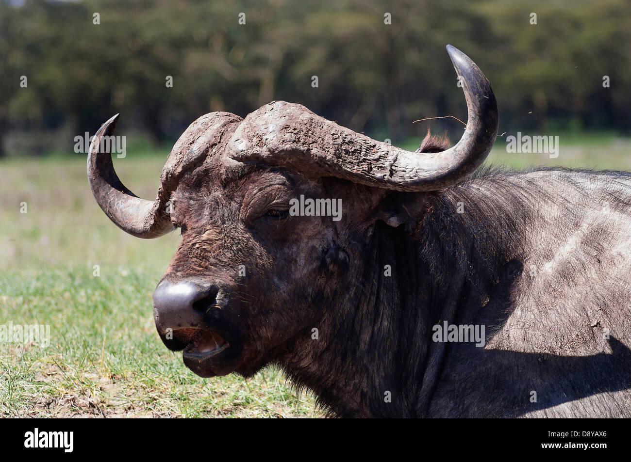 African Buffalo. Eastern Africa Kenyan Stock Photo - Alamy