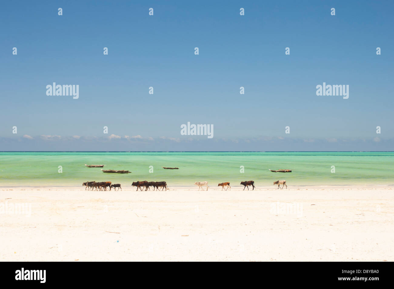 Beach cattle cows zanzibar hi-res stock photography and images - Alamy