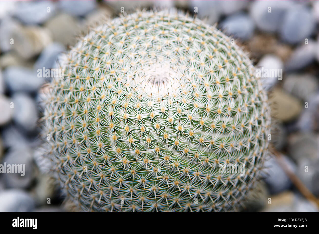 Close up view of cactus spines in a spiral Stock Photo - Alamy