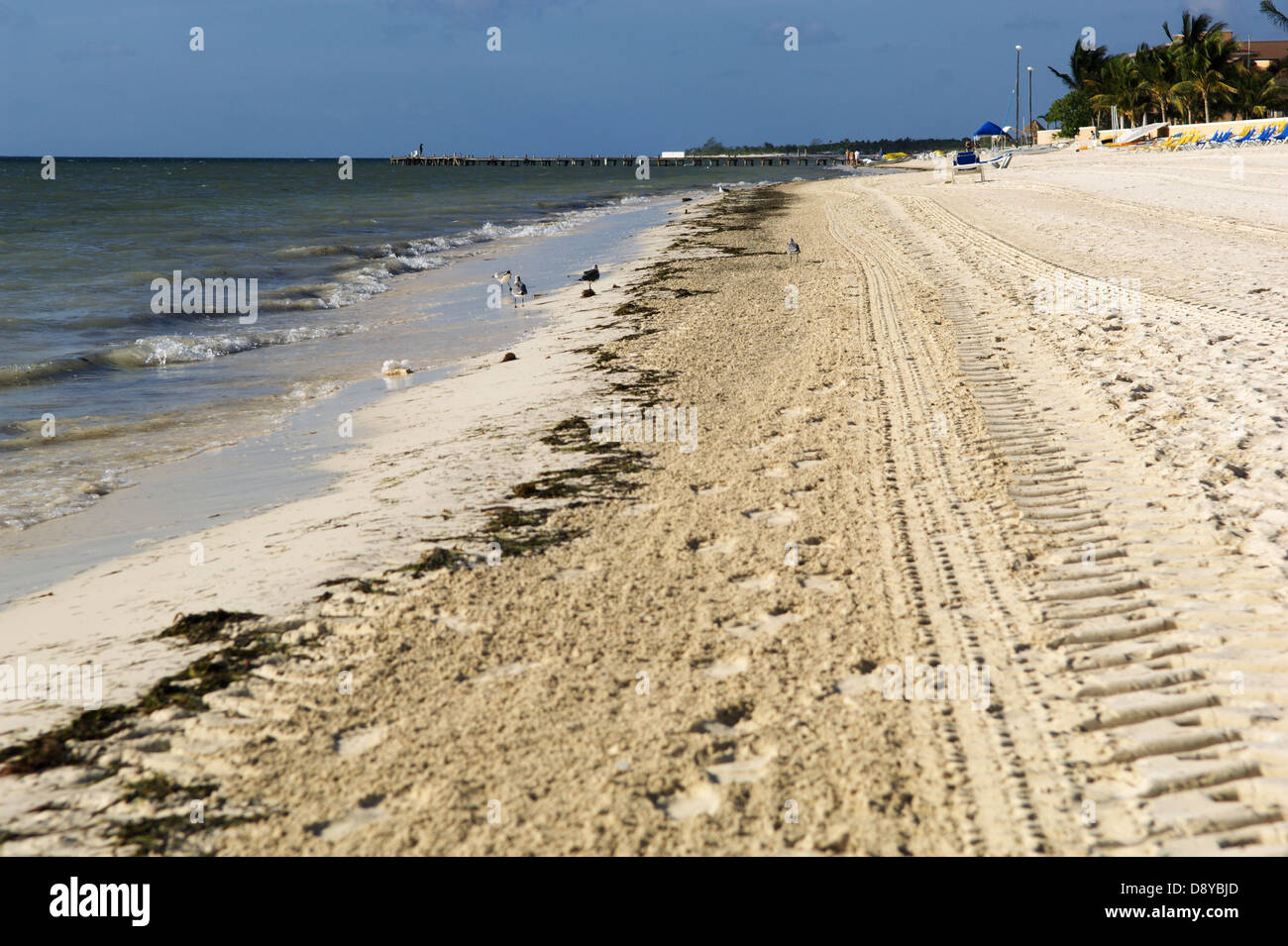 Tracks in the sand on a beach with seagulls Stock Photo - Alamy