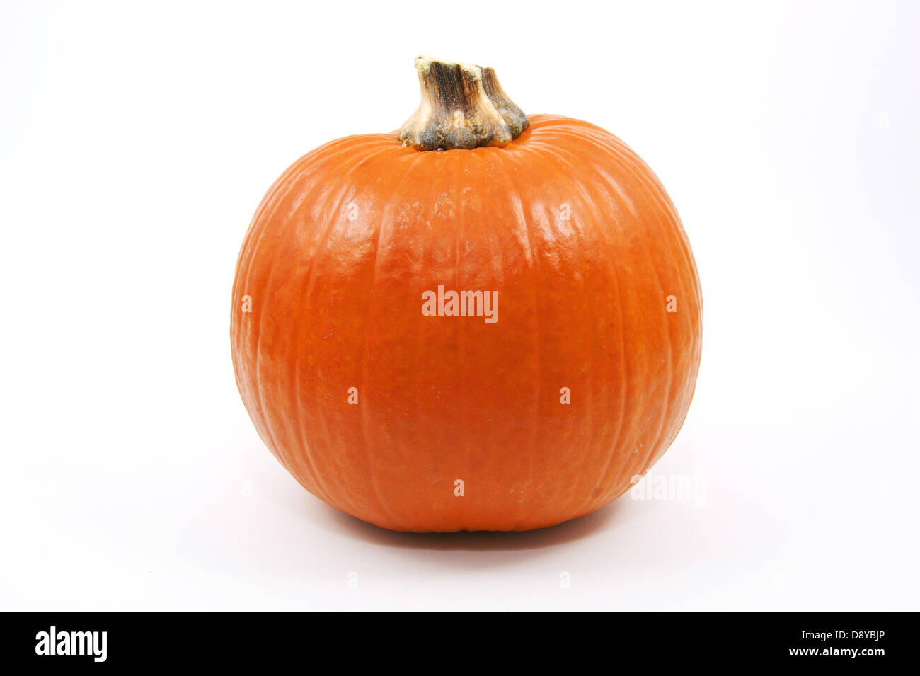 Single high resolution pumpkin isolated on a white background Stock ...