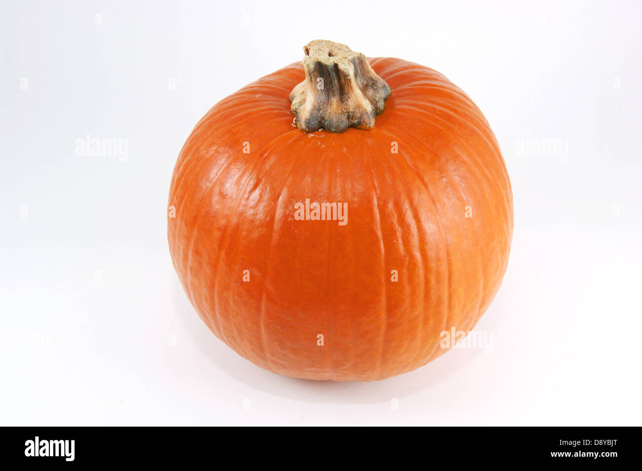 Top down view of a single high resolution pumpkin isolated on a white ...