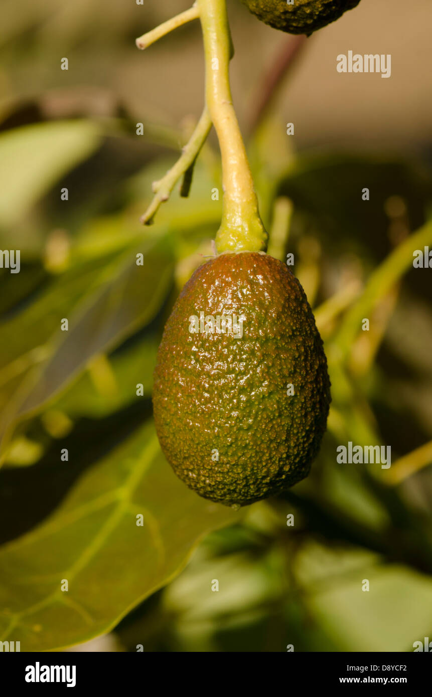 Hass Avocado Tree High Resolution Stock Photography and Images - Alamy