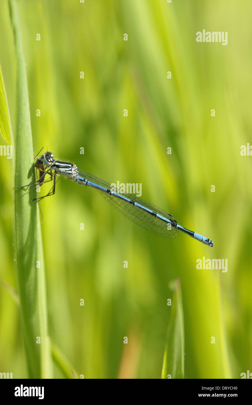 Feeding damselflies hi-res stock photography and images - Alamy