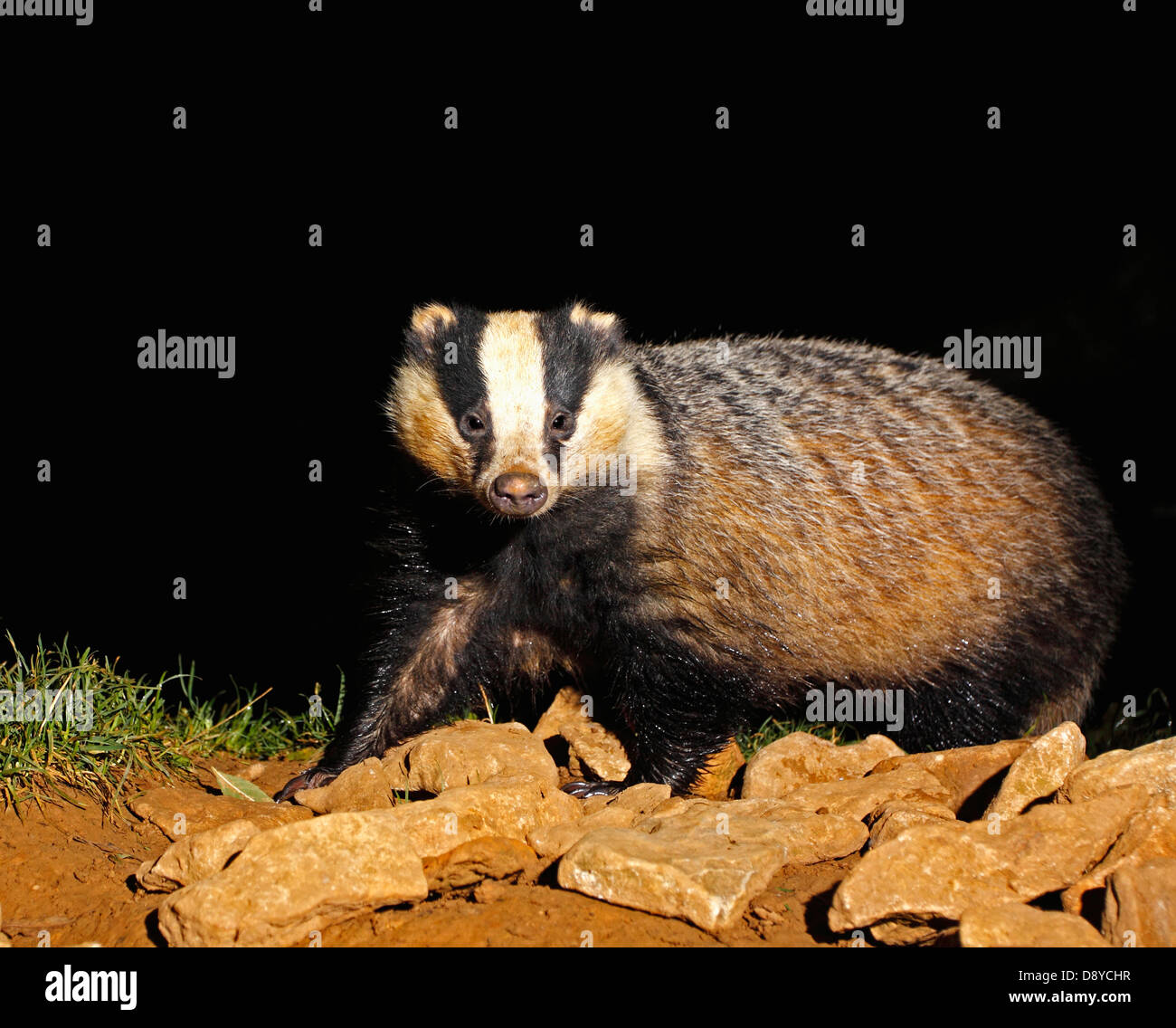 Adult badgers uk hi-res stock photography and images - Alamy