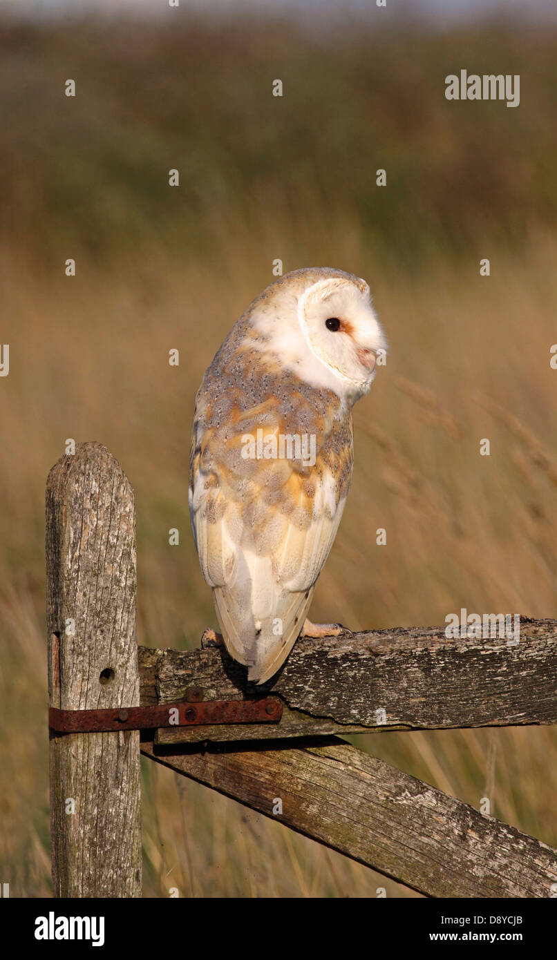Barn owl Tyto alba Perched On Old Farm Gate in field South West England ...