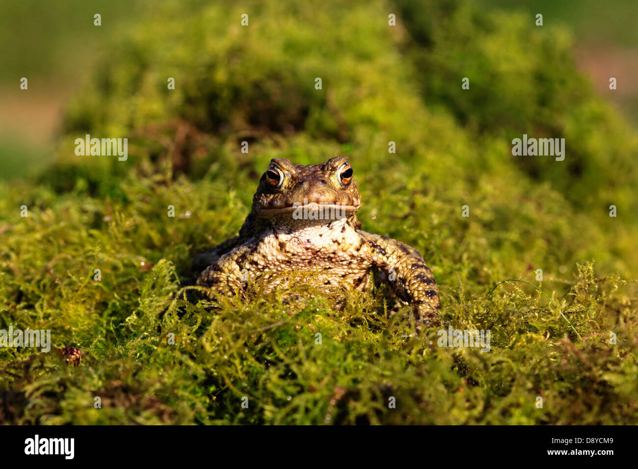 Common toad Bufo bufo sat on mossy vegetation March Shropshire England ...