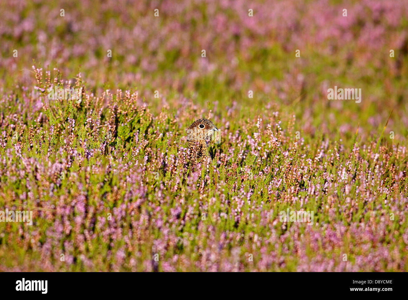 Red grouse Lagopus lagopus Female hiding amongst heather in the early ...