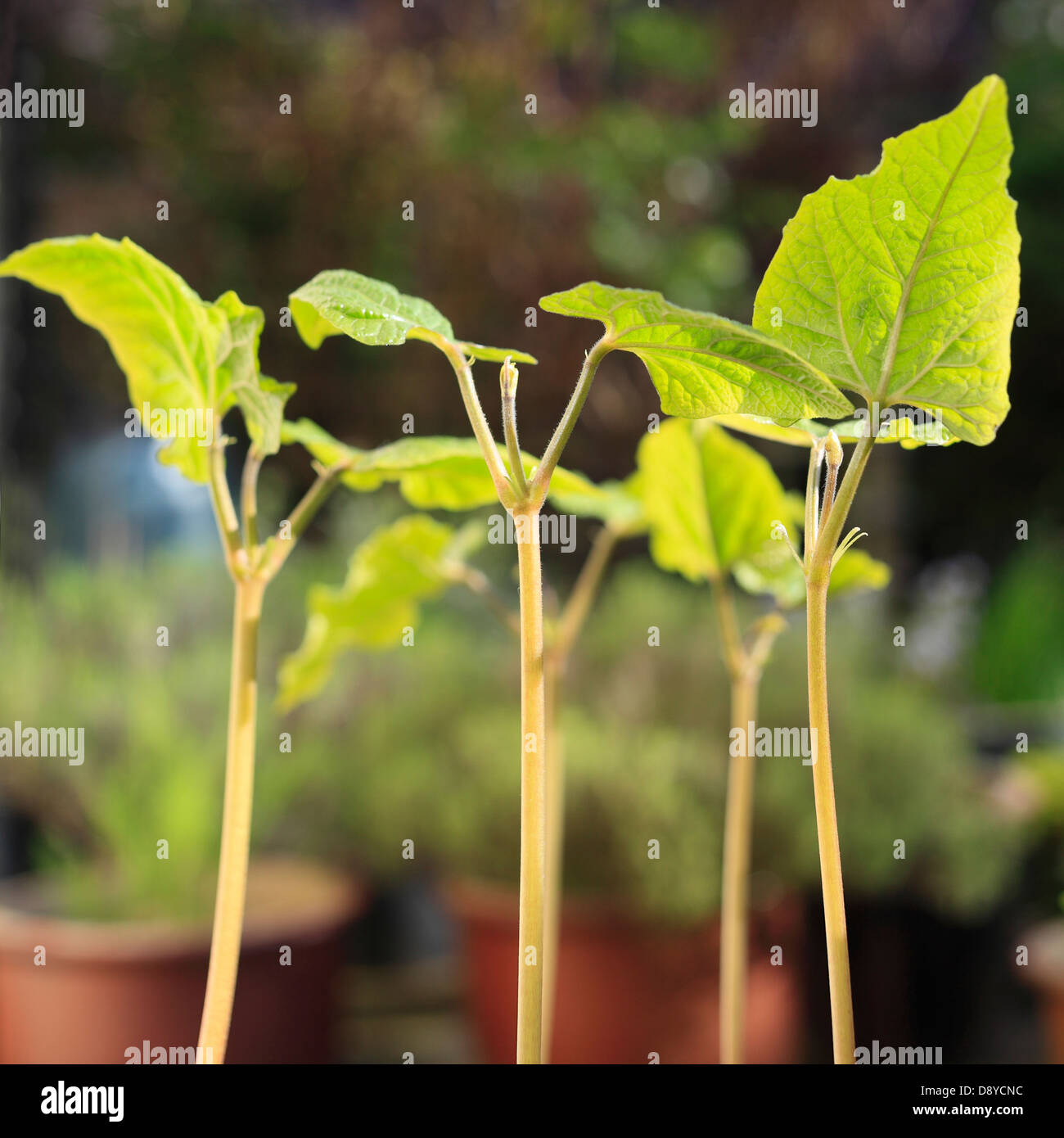 Runner bean seedlings in the garden Stock Photo - Alamy