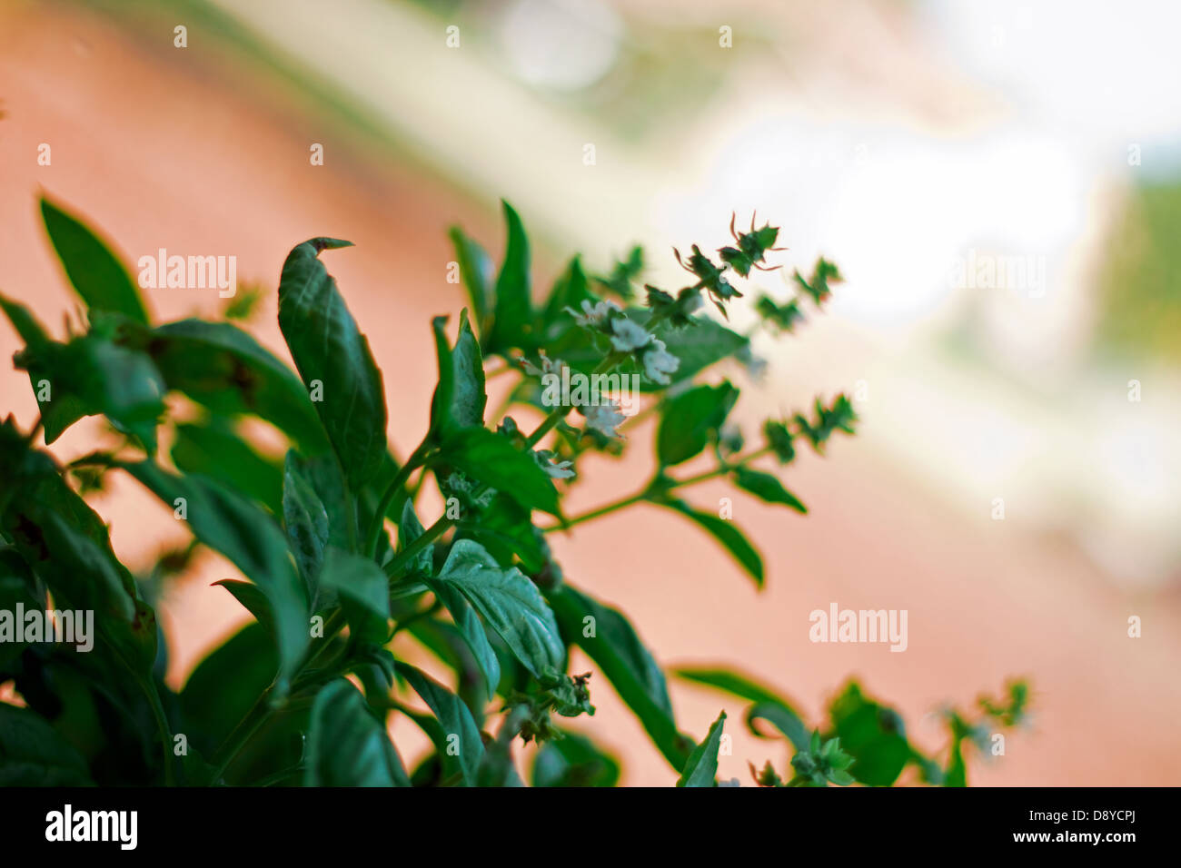 Growing basil plant and flowers Stock Photo - Alamy