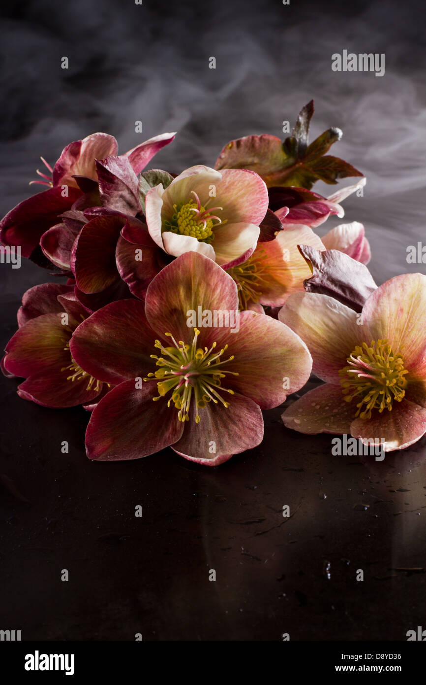 Purple lenten roses hi-res stock photography and images - Alamy
