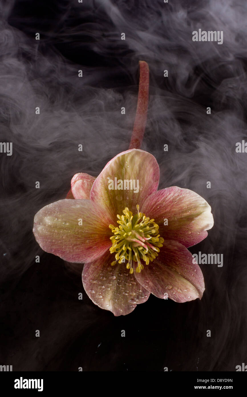 Purple lenten roses hi-res stock photography and images - Alamy