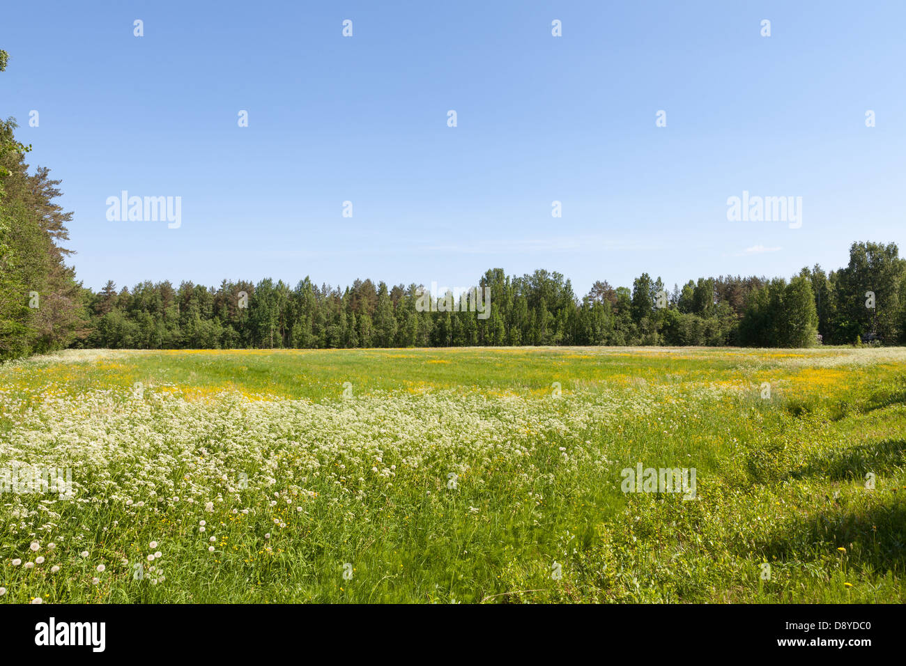 Beautiful summer in Finland Stock Photo - Alamy