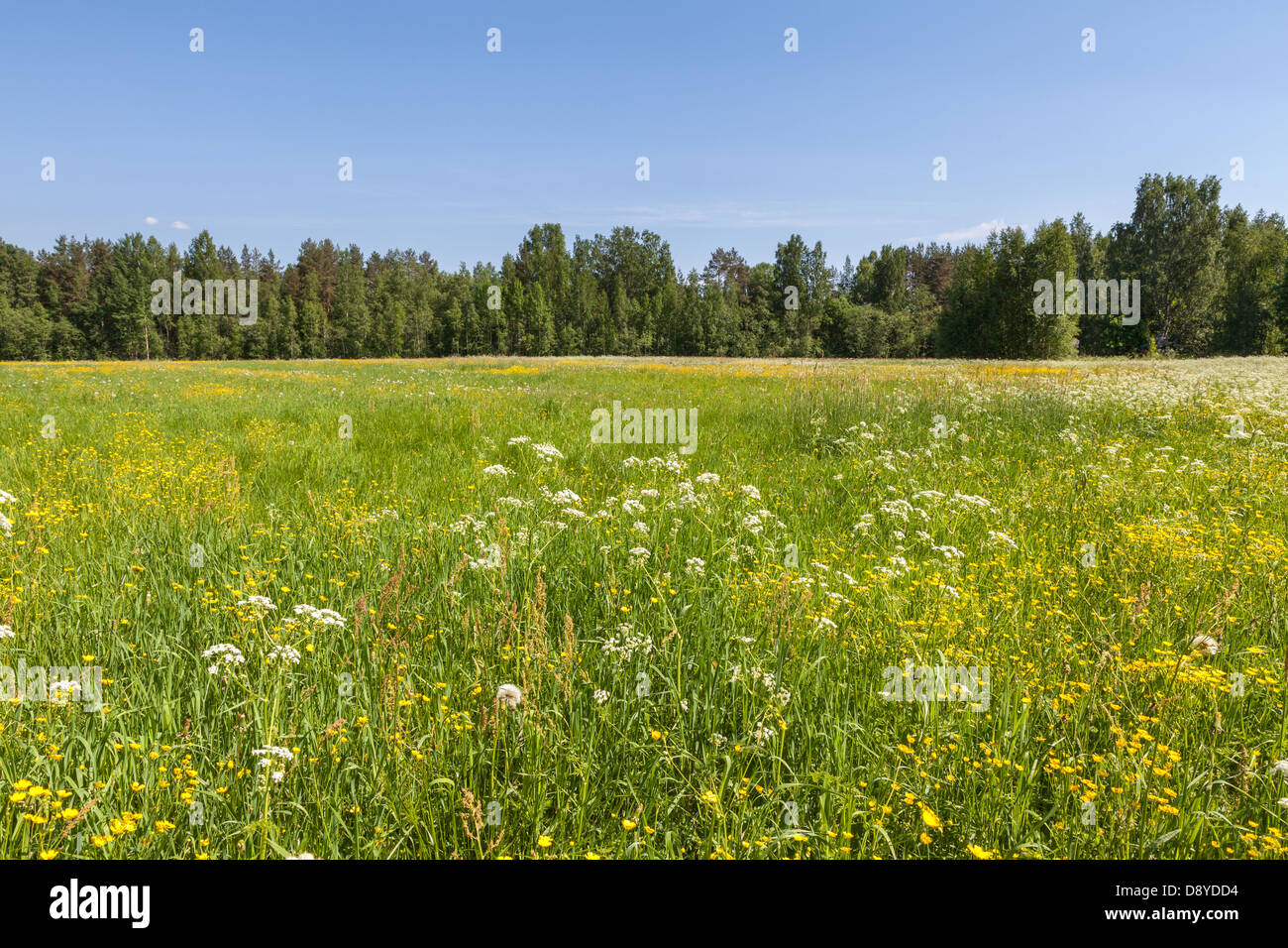 Beautiful summer in Finland Stock Photo - Alamy