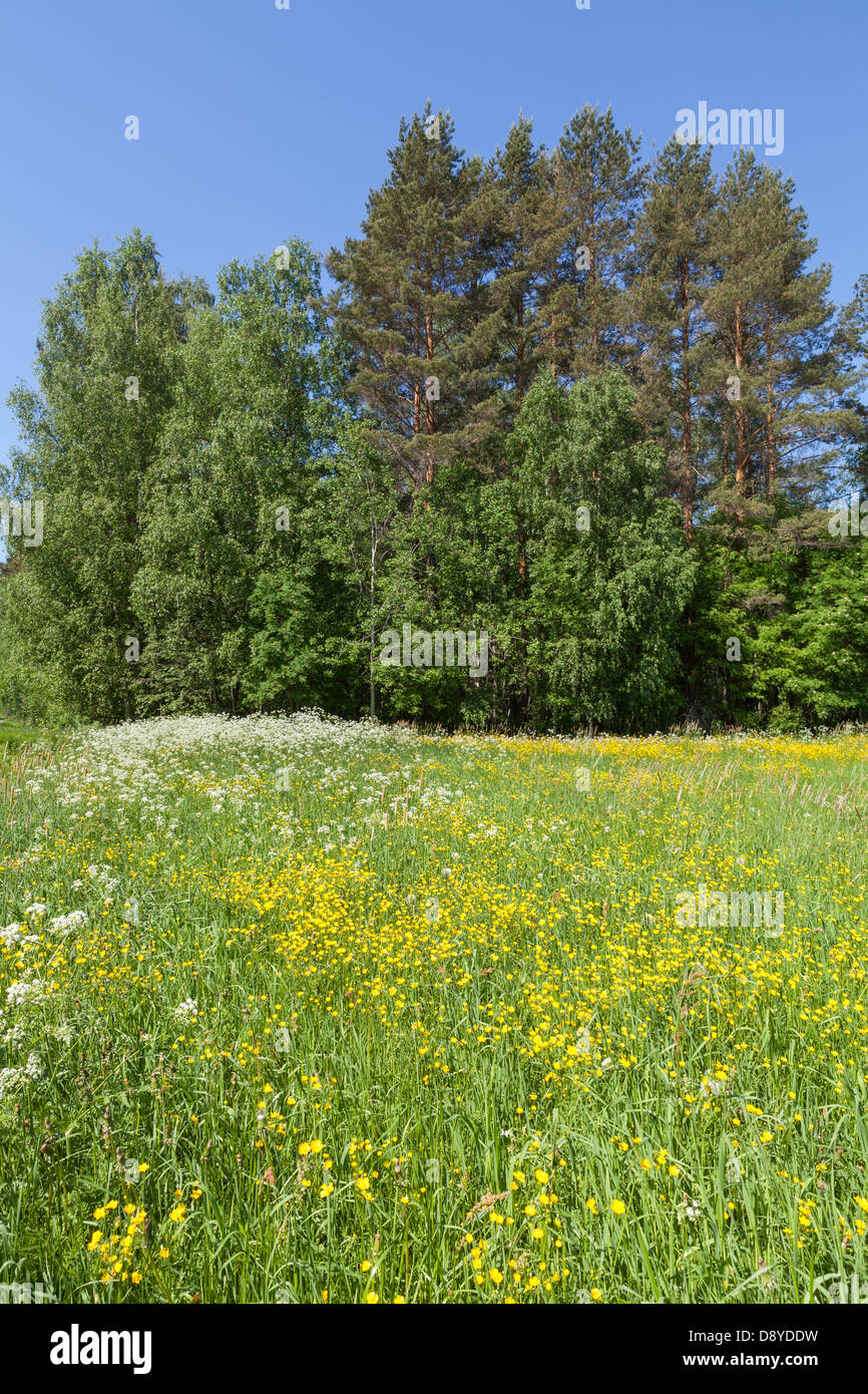 Beautiful summer in Finland Stock Photo - Alamy
