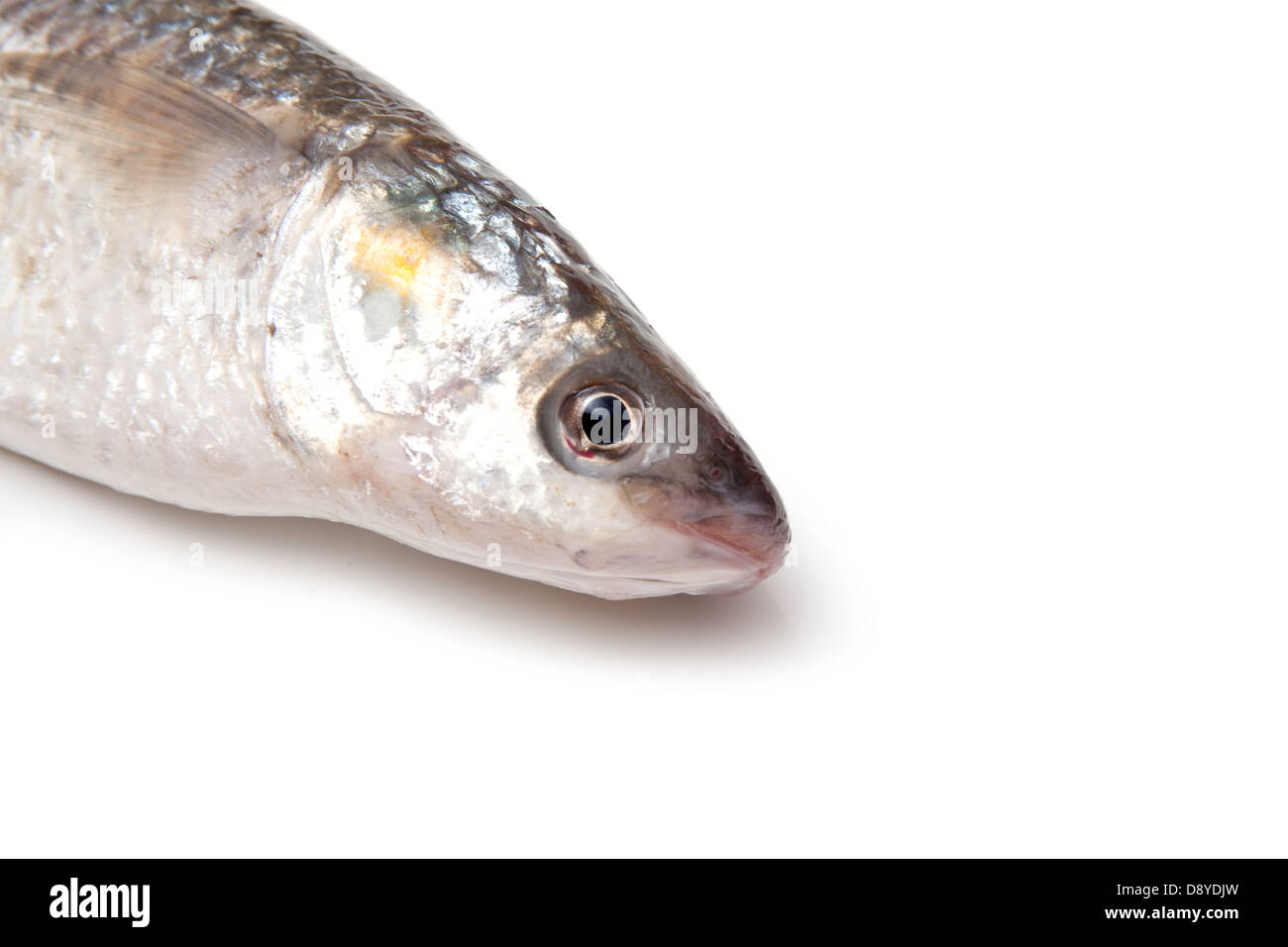Grey Mullet or flathead mullet fish (Mugil cephalus) isolated on a ...