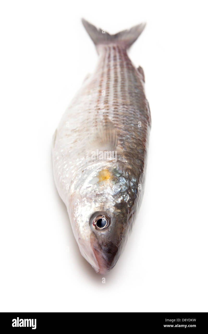 Grey Mullet or flathead mullet fish (Mugil cephalus) isolated on a ...