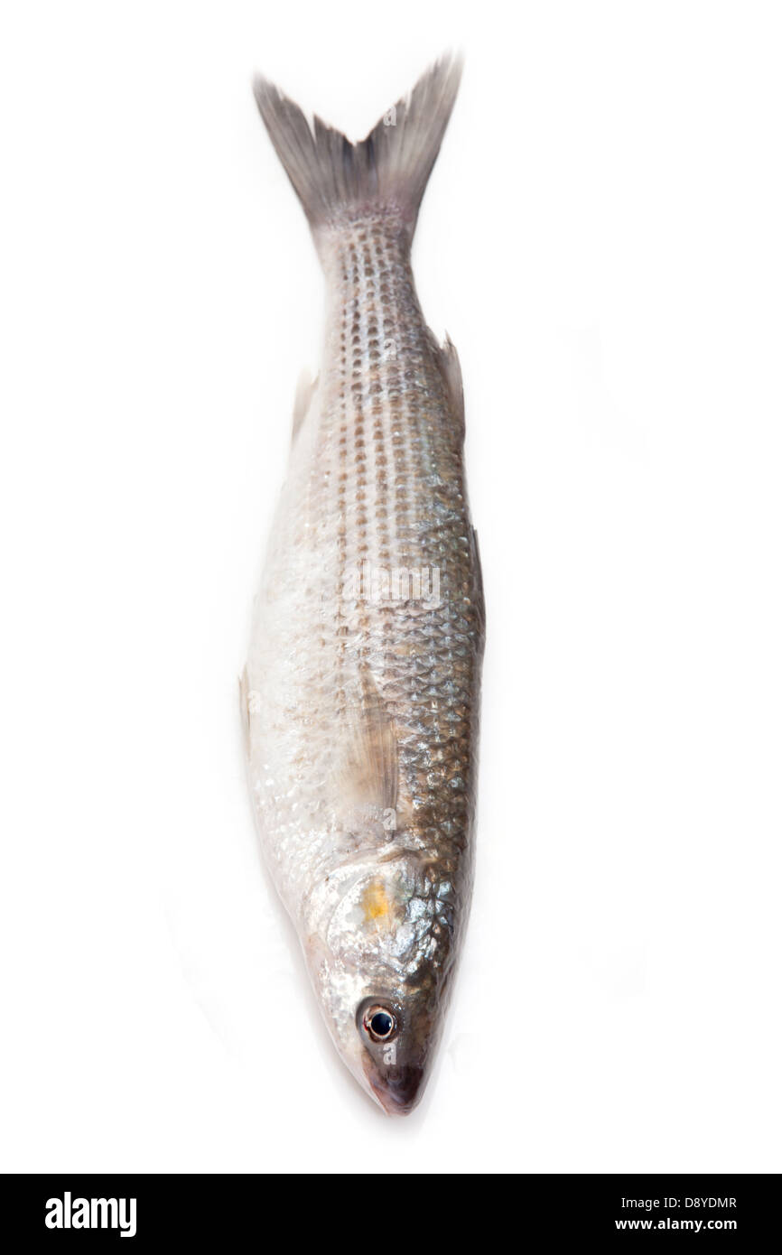 Grey Mullet or flathead mullet fish (Mugil cephalus) isolated on a ...
