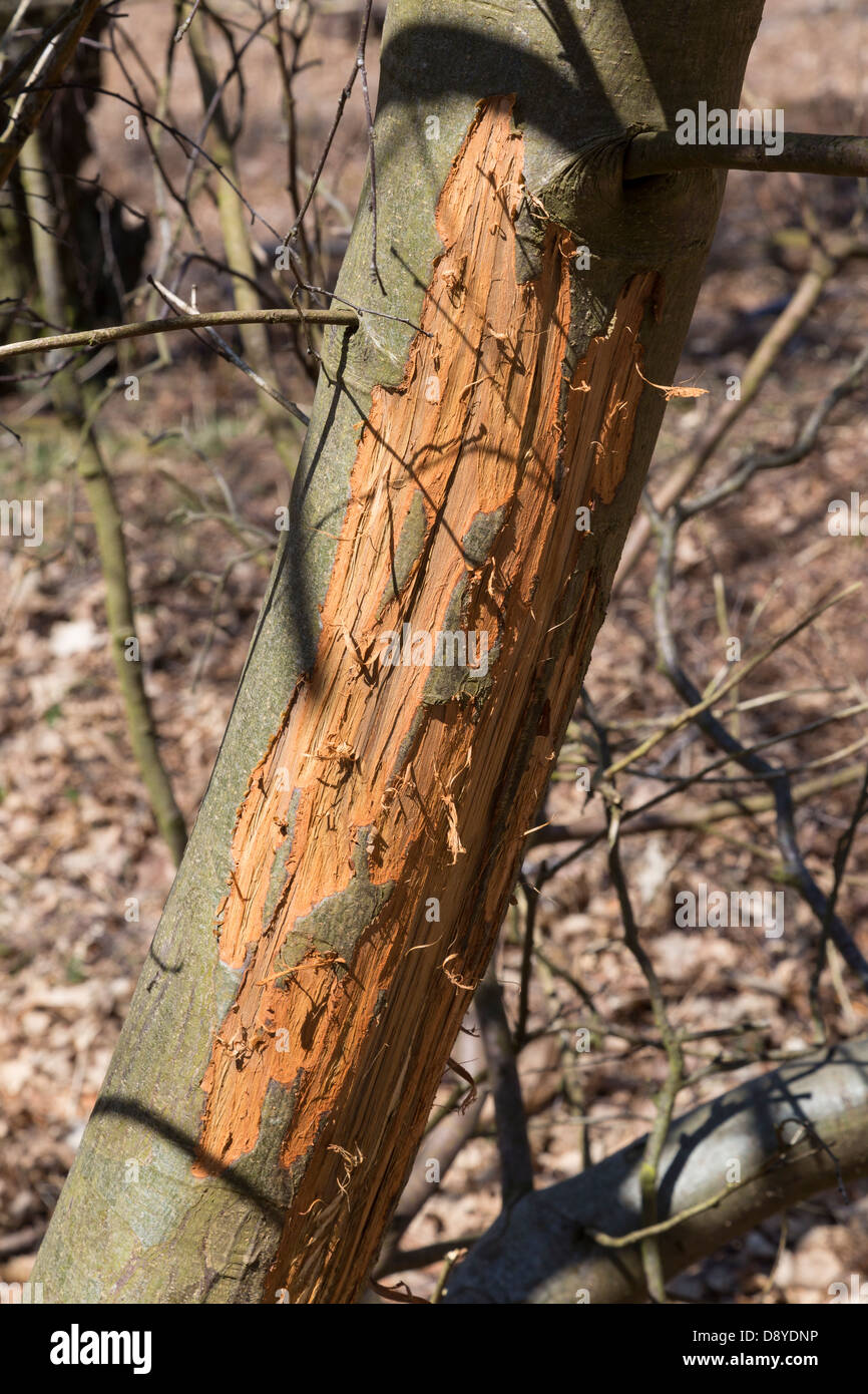 Woodland area with tree showing signs of squirrel damage, Suffolk, UK ...