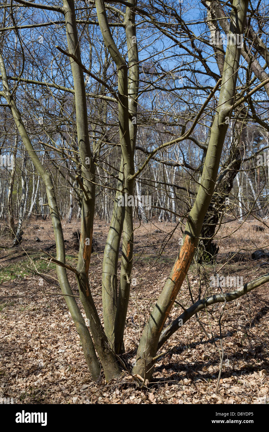 Tree damage by squirrel hi-res stock photography and images - Alamy