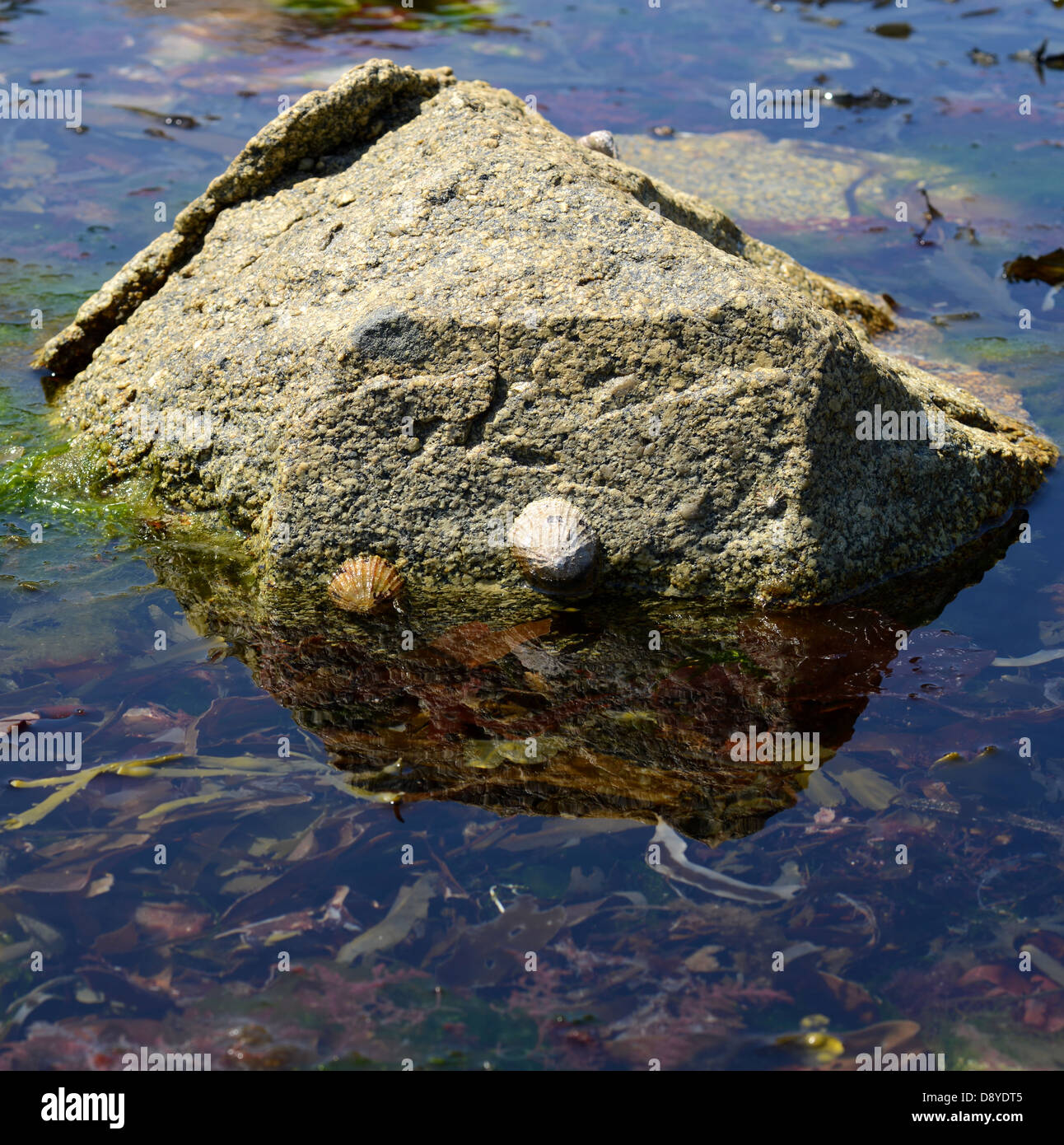 Shellfish on a rock at low tide Stock Photo - Alamy