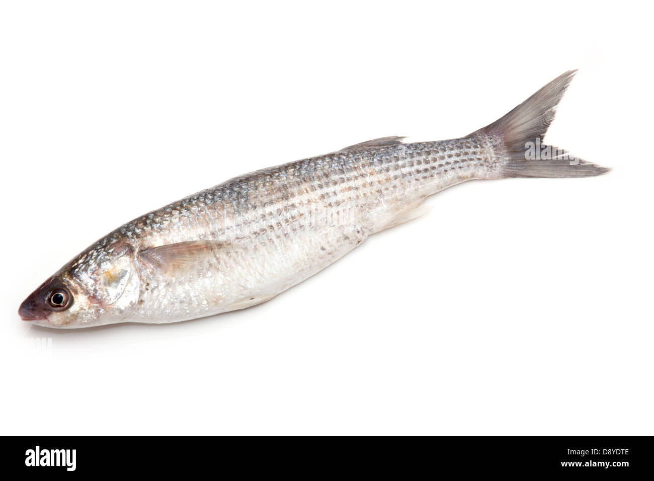 Grey Mullet or flathead mullet fish (Mugil cephalus) isolated on a ...
