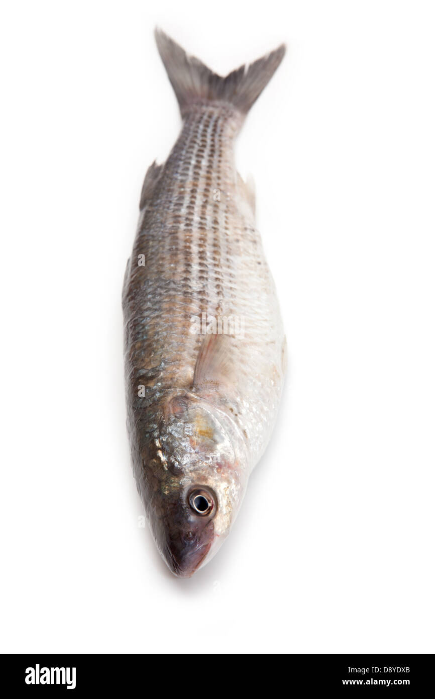Grey Mullet or flathead mullet fish (Mugil cephalus) isolated on a ...