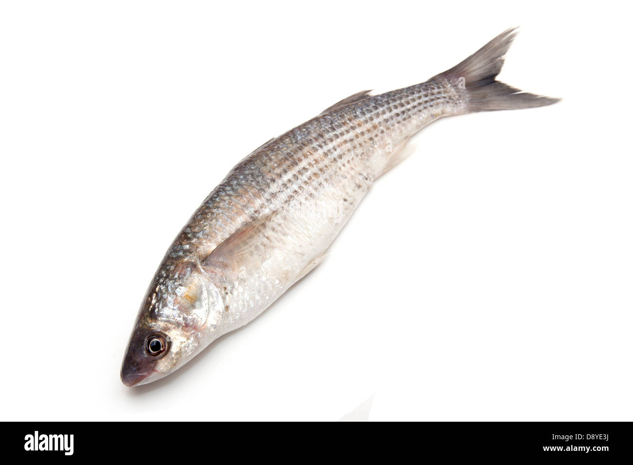 Grey Mullet or flathead mullet fish (Mugil cephalus) isolated on a ...