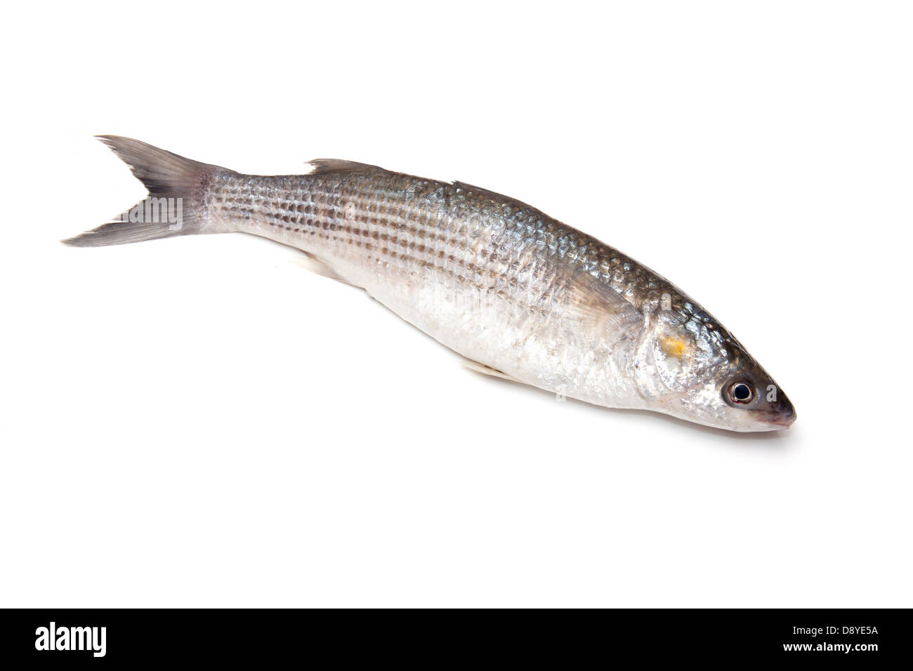 Grey mullet flathead mullet fish hi-res stock photography and images ...