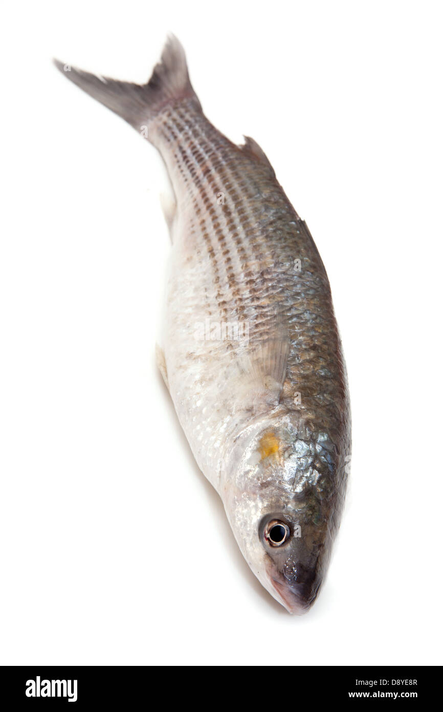 Grey Mullet or flathead mullet fish (Mugil cephalus) isolated on a ...