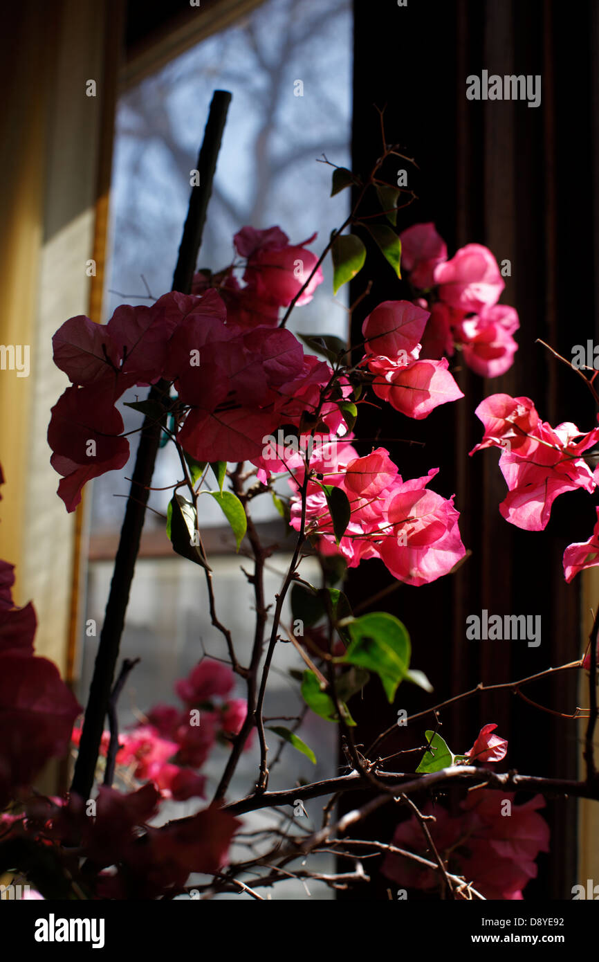 Red flowers in window Stock Photo - Alamy