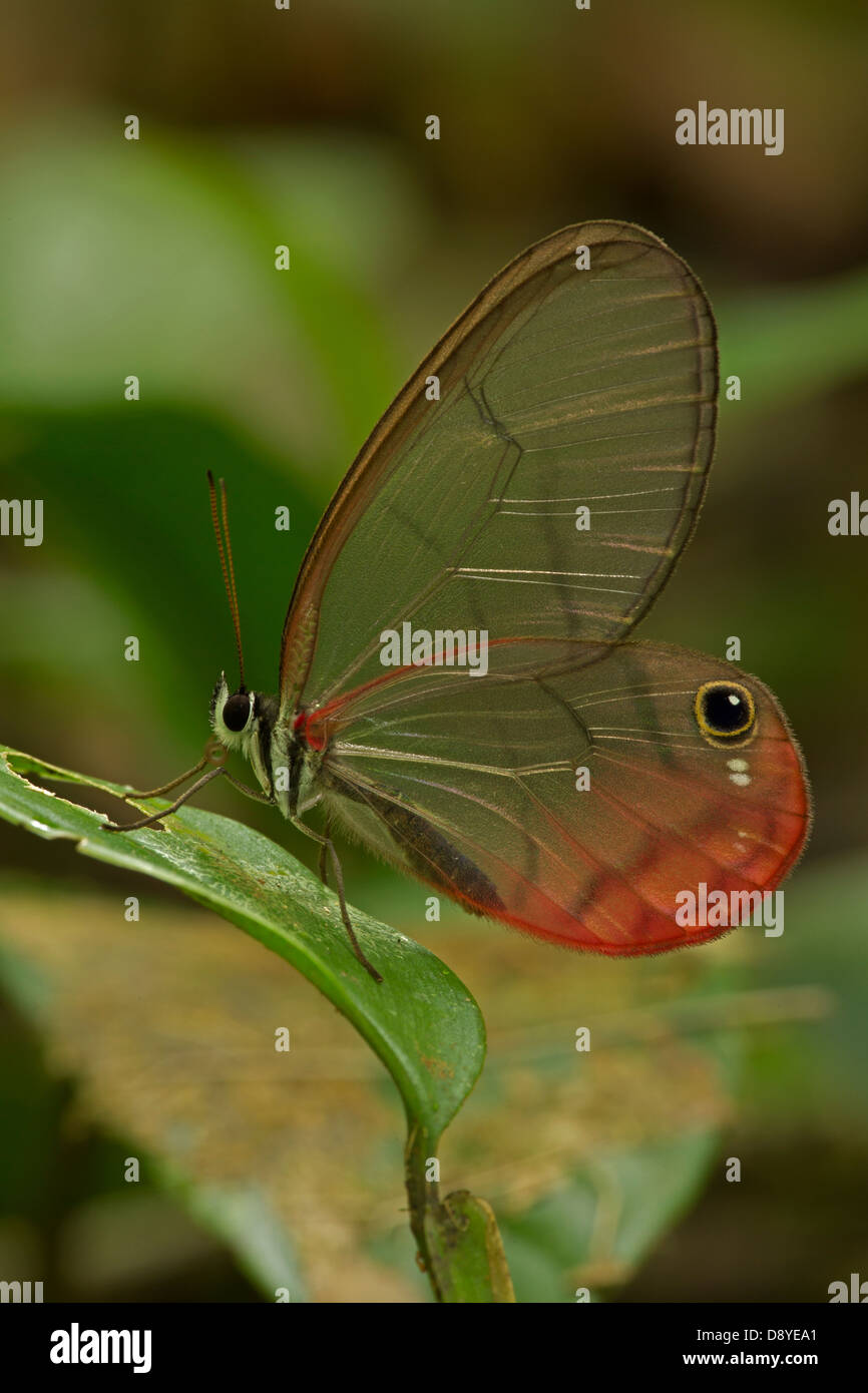 Cithaerias hi-res stock photography and images - Alamy