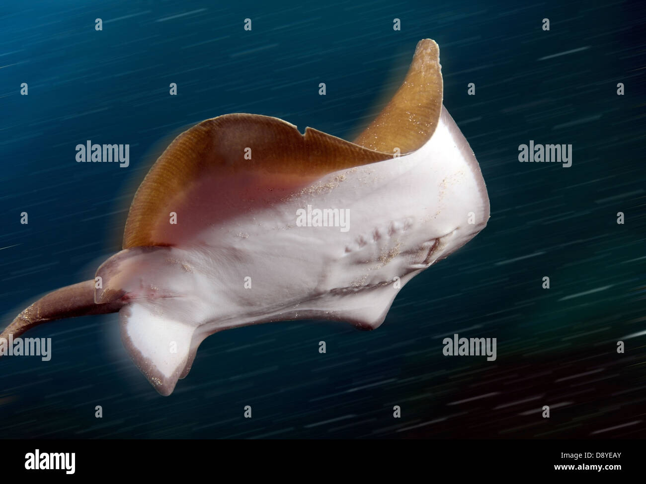 common stingray (Dasyatis pastinaca) Black Sea, Crimea, Ukraine ...