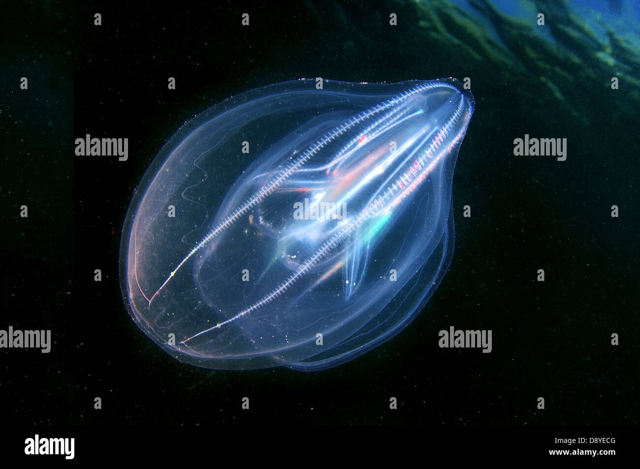 Comb jellyfish hi-res stock photography and images - Alamy