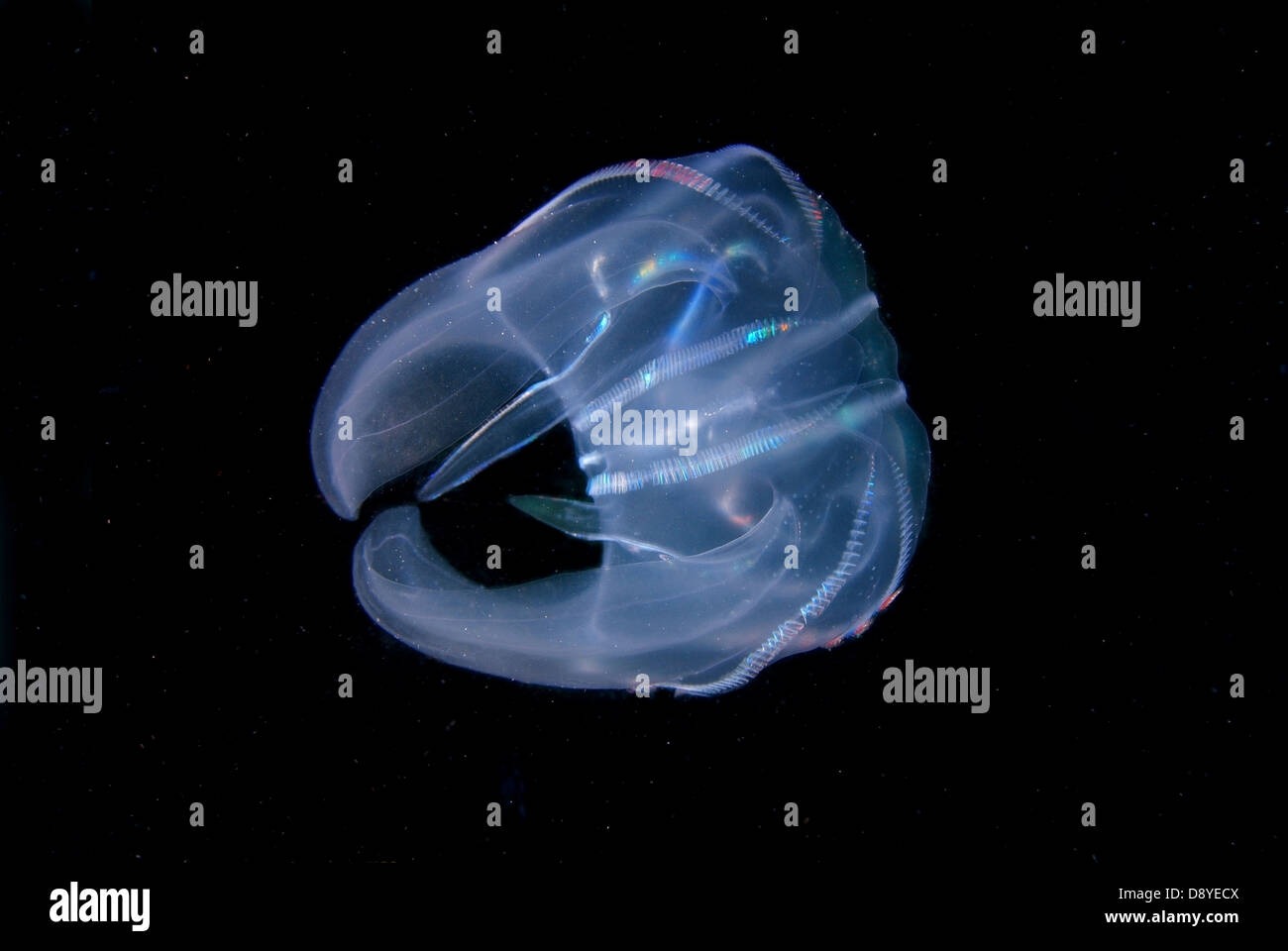 Sea Walnut, American comb jelly, Warty comb jelly or Leidy's comb jelly ...