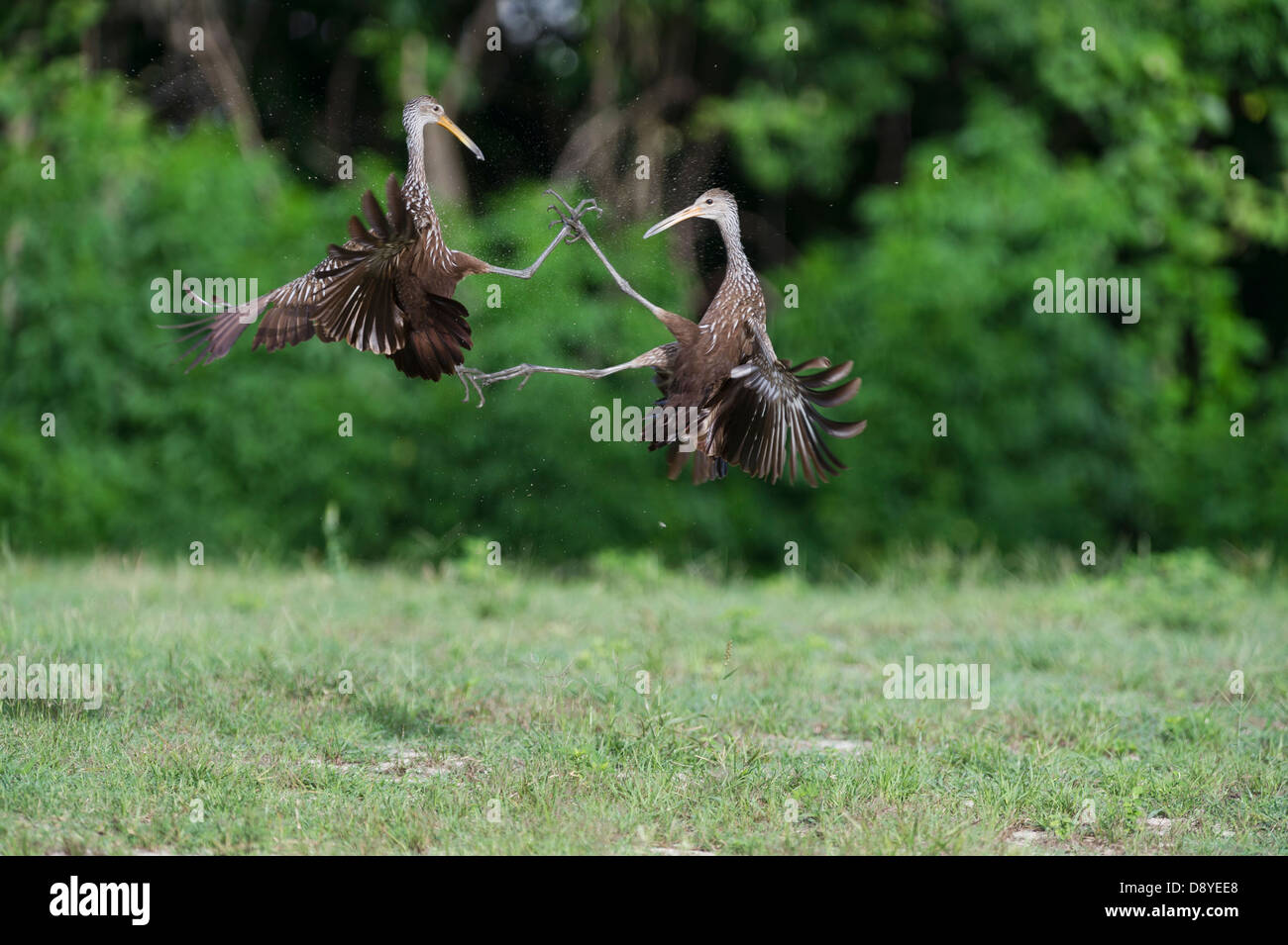 Limpkin (Crying Bird) Territorial fighting on the shores of the Haines ...