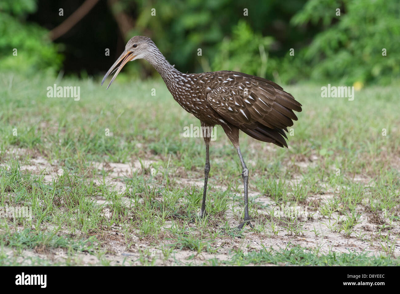 Crying bird hi-res stock photography and images - Alamy