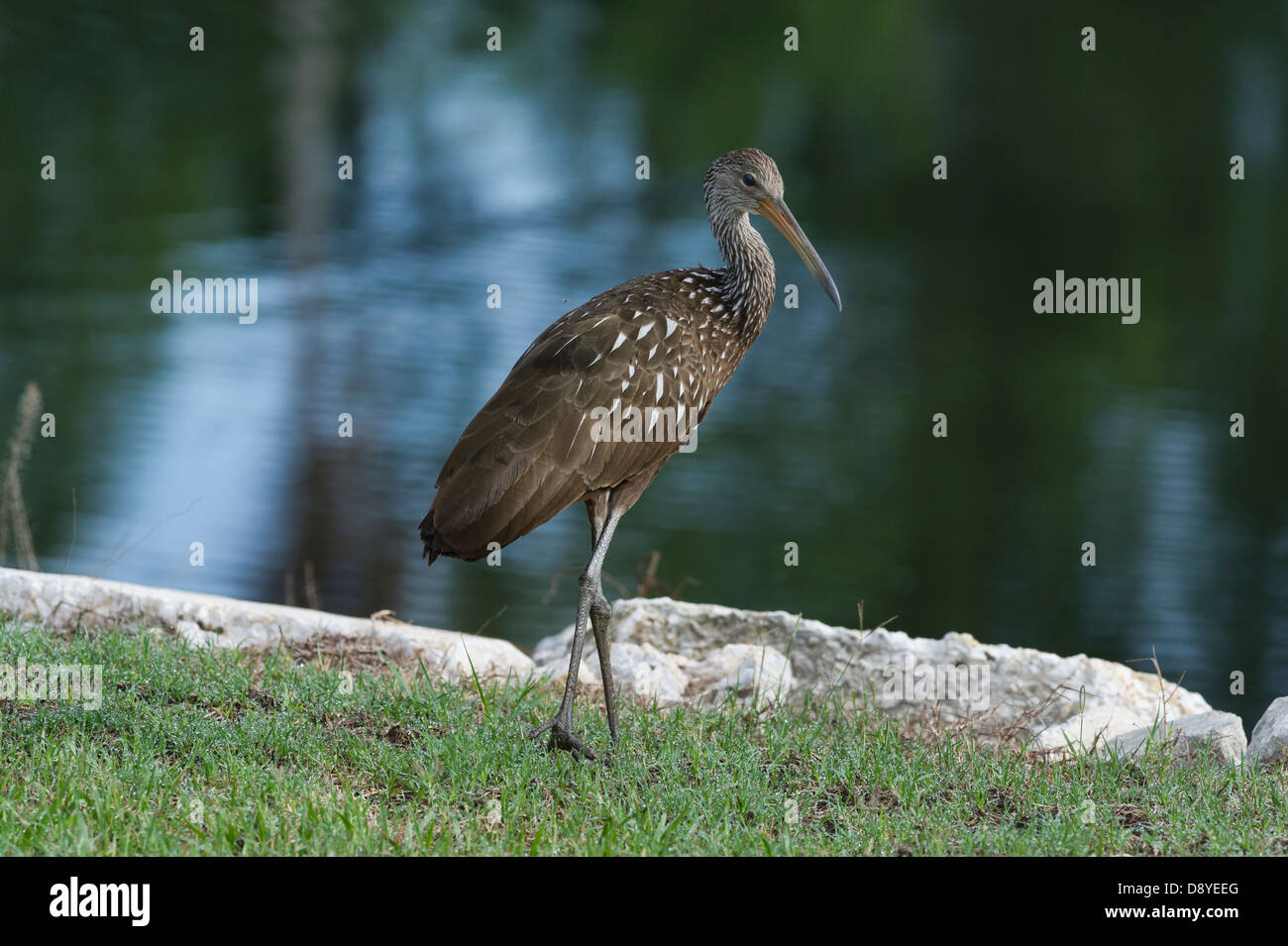 Crying bird hi-res stock photography and images - Alamy