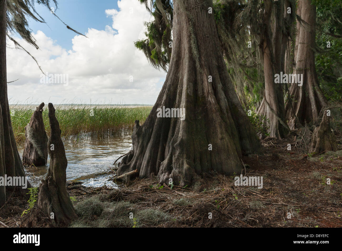 Cypress trees on the shores of Lake Harris in Lake County Leesburg ...