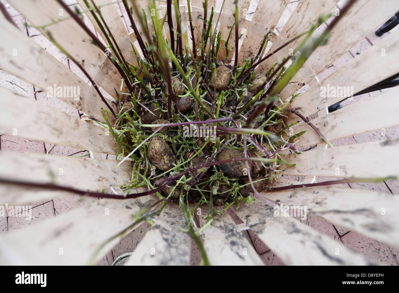 Sprouting potatoes in basket Stock Photo - Alamy
