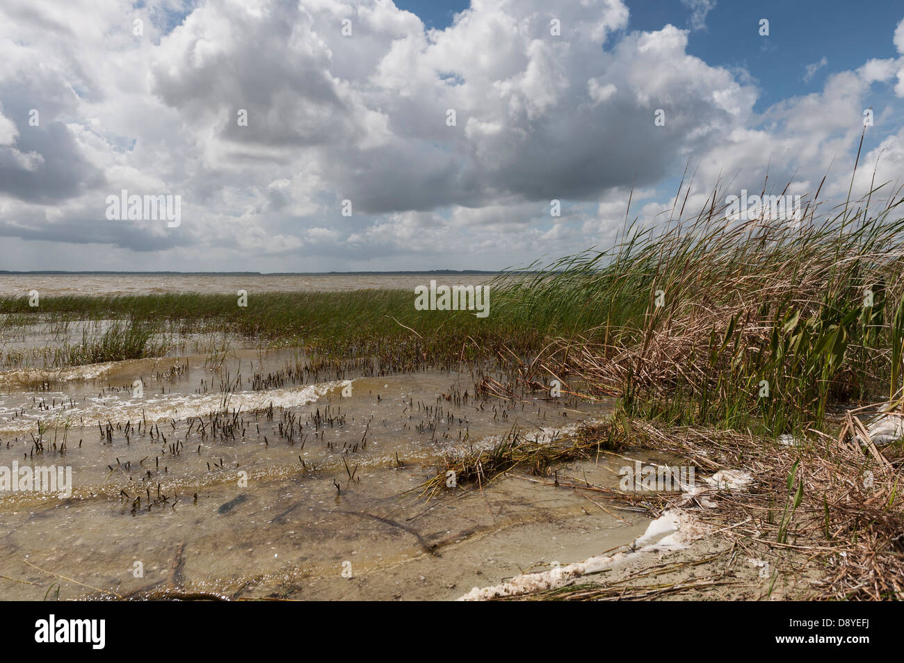 From the shores of Lake Harris, in Central Florida USA Stock Photo - Alamy