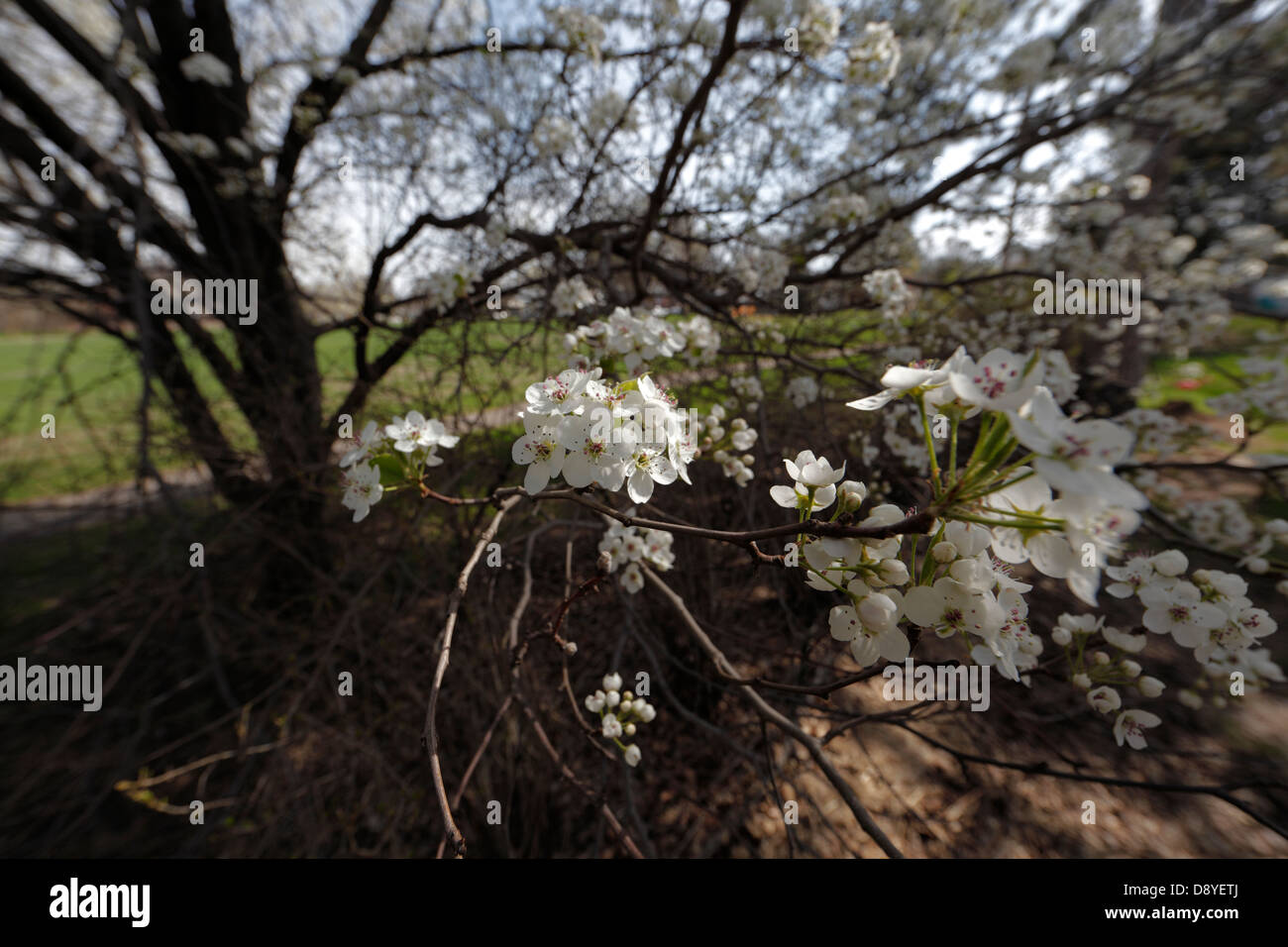Blooming bradford pear tree hi-res stock photography and images - Alamy