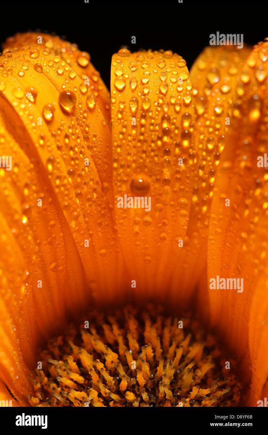 Bright orange flower Stock Photo - Alamy
