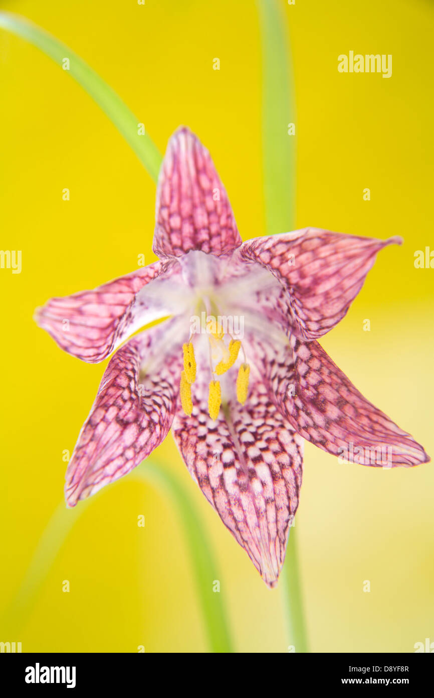 A guinea-hen flower Stock Photo - Alamy
