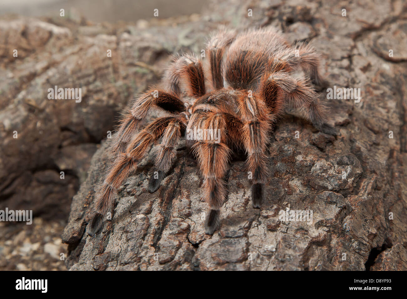 A captive chilean rose tarantula Stock Photo - Alamy