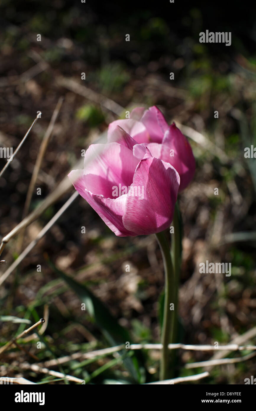 Two magenta flowers hi-res stock photography and images - Alamy