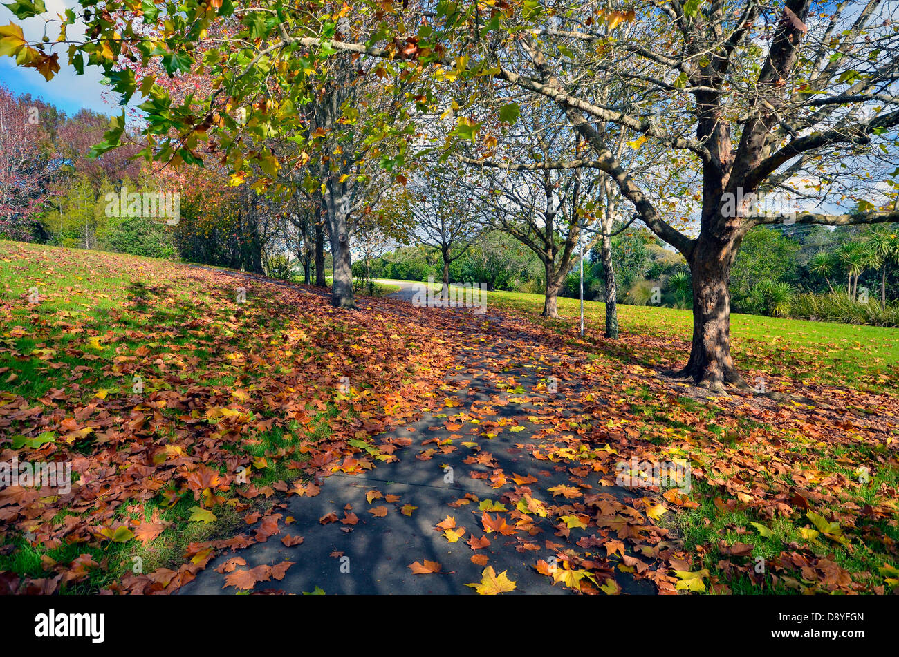 Autumn leaves in the park, North Shore Auckland New Zealand Stock Photo ...